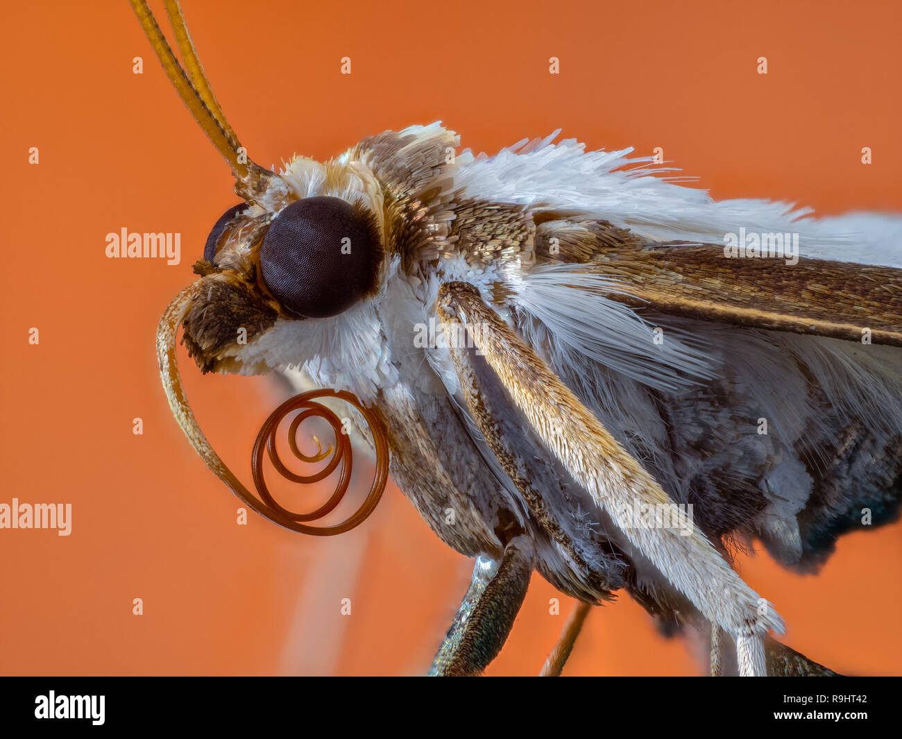 Studio Macro Photography High Resolution Stock Photography and Images ...