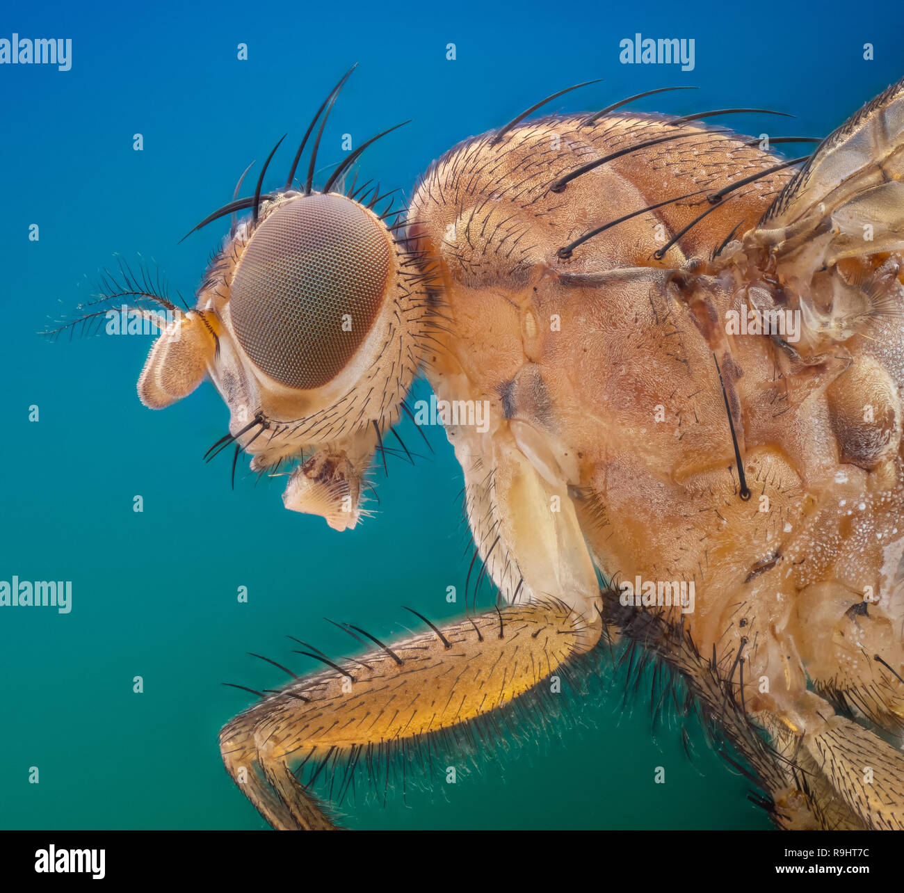 extreme macro photography Stock Photo - Alamy