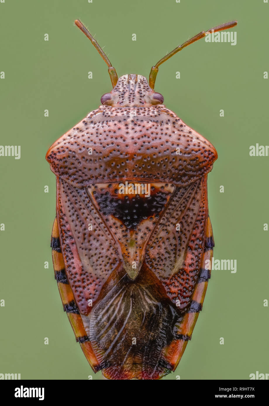 extreme macro photography Stock Photo - Alamy