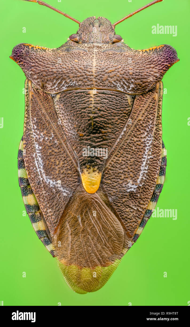 extreme macro photography Stock Photo - Alamy