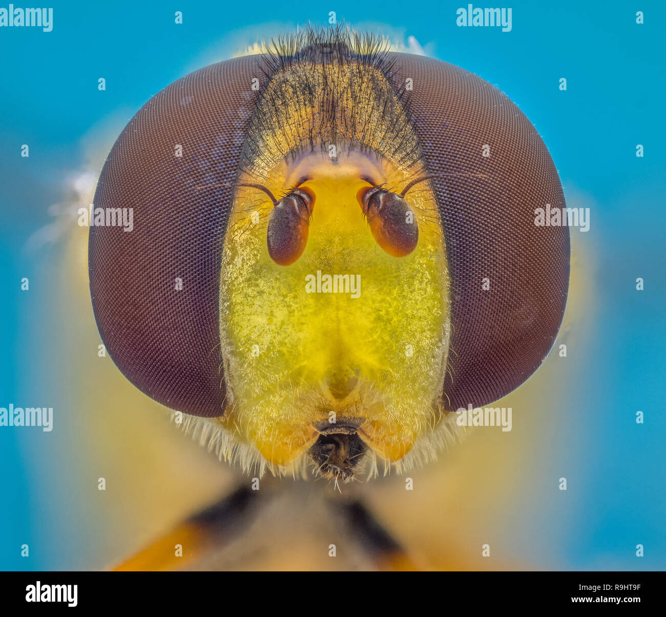 extreme macro photography Stock Photo - Alamy