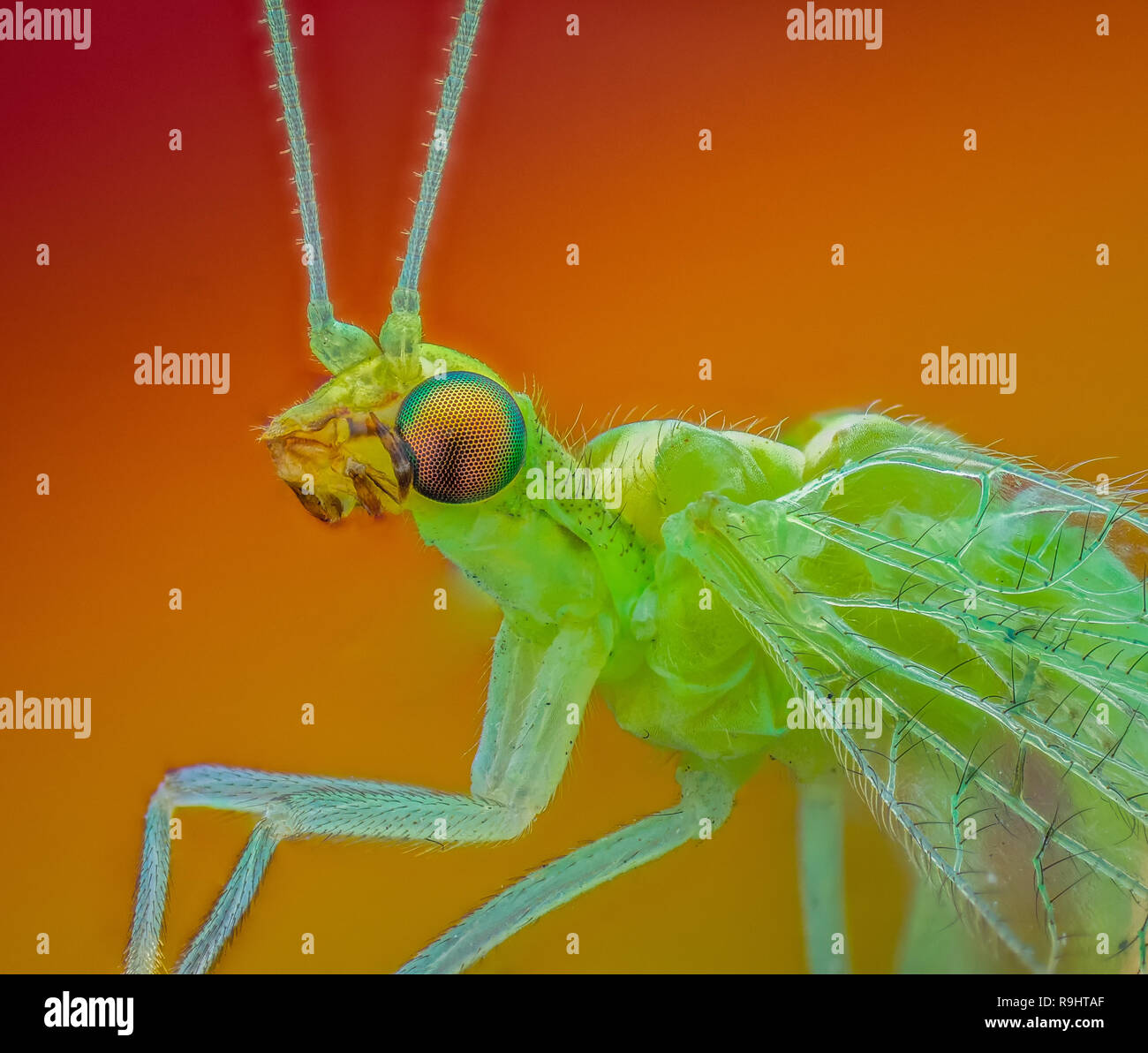 extreme macro photography Stock Photo - Alamy