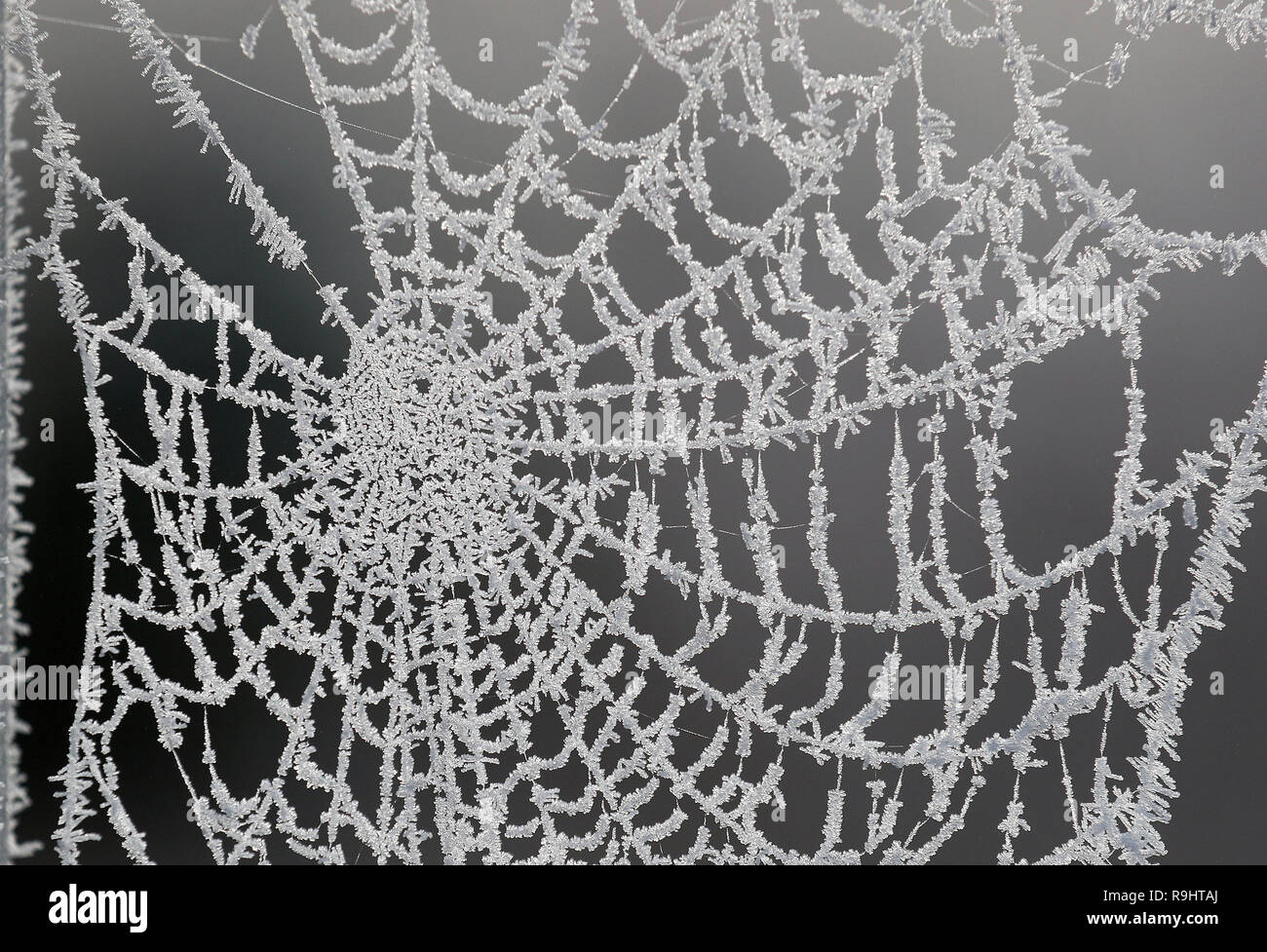 A spider's web is covered with frost as freezing fog drifts through the ...