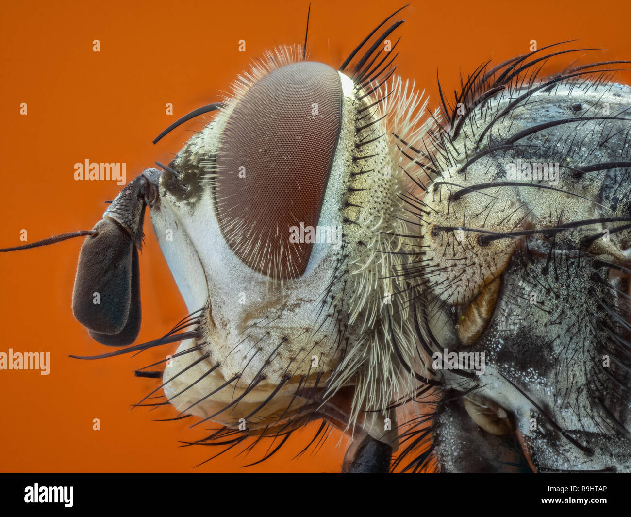 extreme macro photography Stock Photo - Alamy