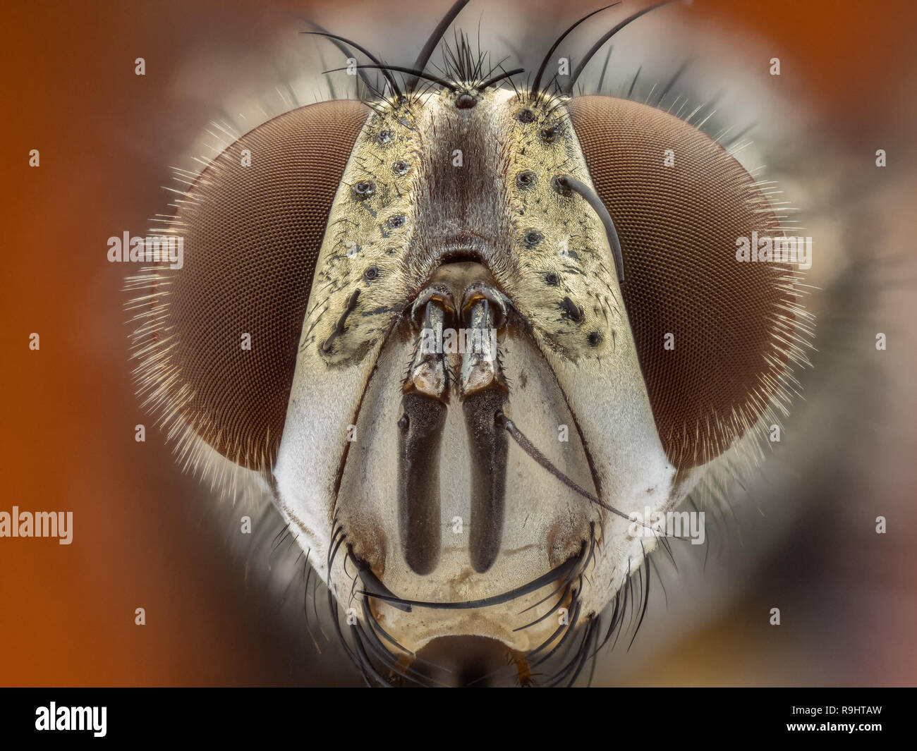 extreme macro photography Stock Photo - Alamy