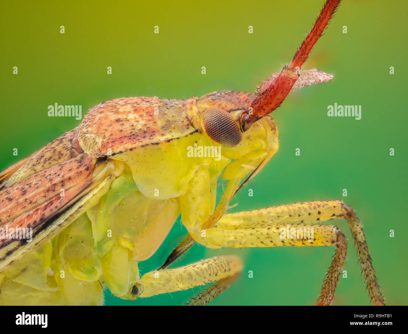 extreme macro photography Stock Photo - Alamy