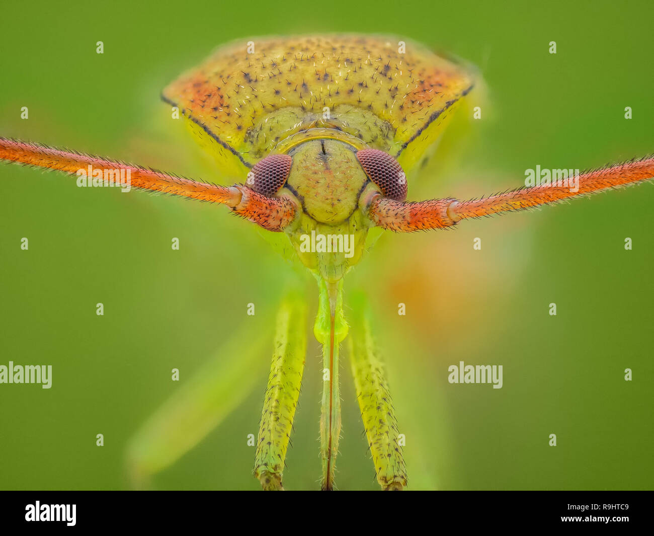 extreme macro photography Stock Photo - Alamy