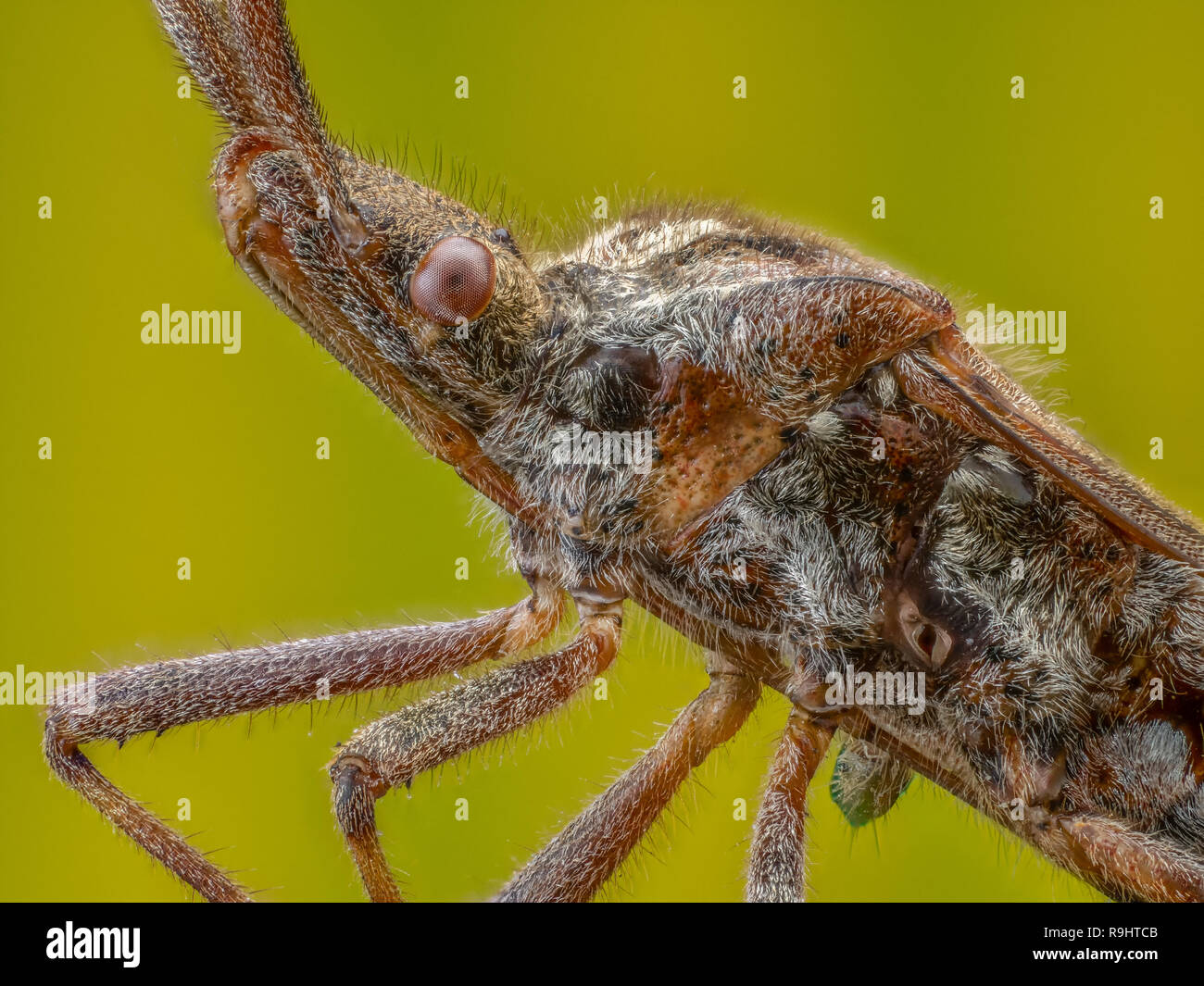 extreme macro photography Stock Photo - Alamy