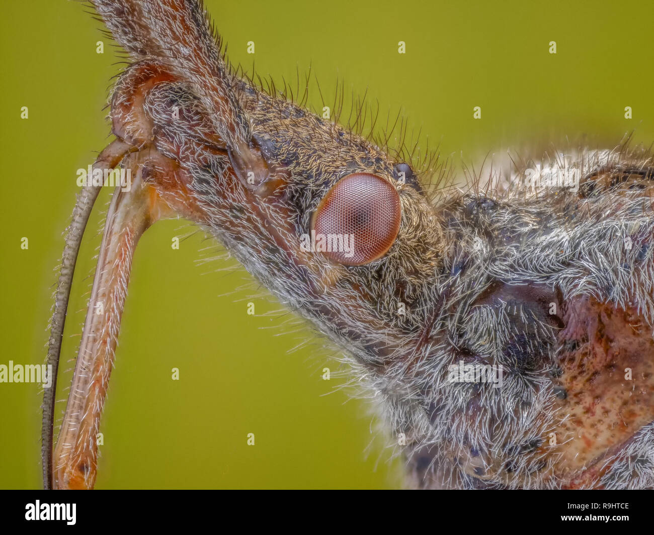extreme macro photography Stock Photo - Alamy