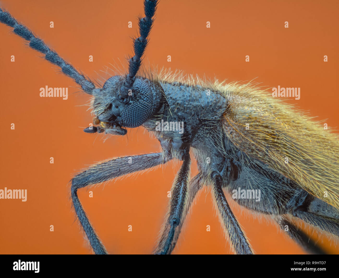 extreme macro photography Stock Photo - Alamy