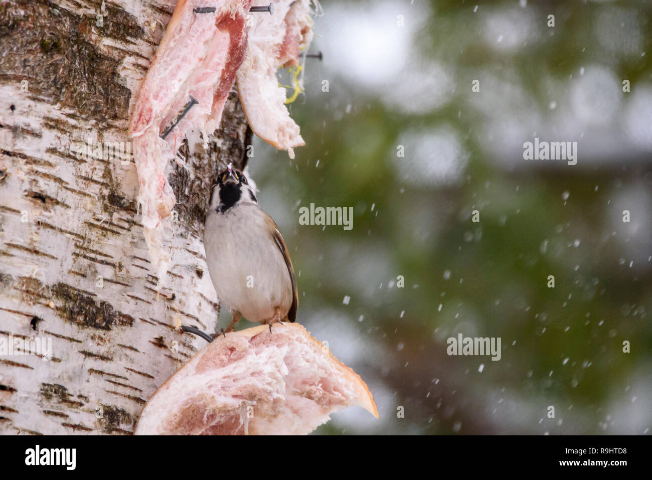 Sparrow meat hi-res stock photography and images - Alamy