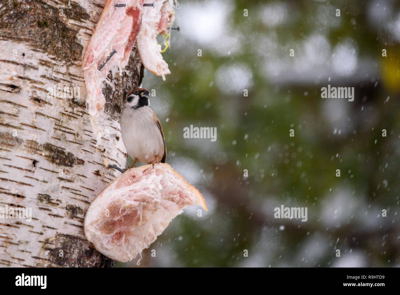 Sparrow on lard hi-res stock photography and images - Alamy