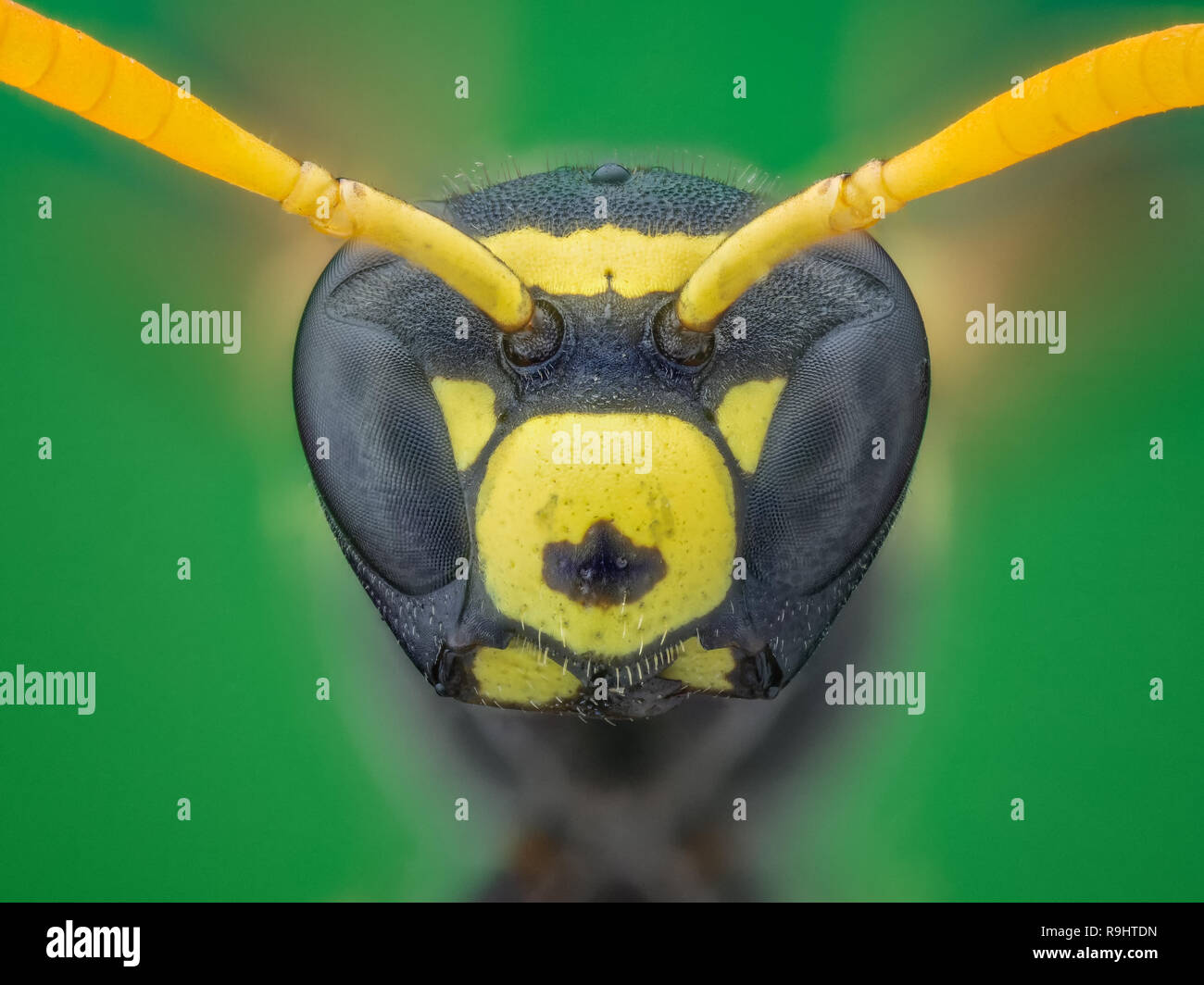 extreme macro photography Stock Photo - Alamy