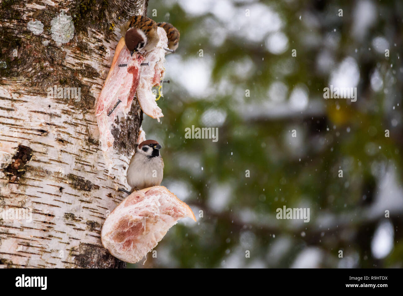 Eurasian tree sparrow (Passer montanus) sitting on lard meat, which is ...