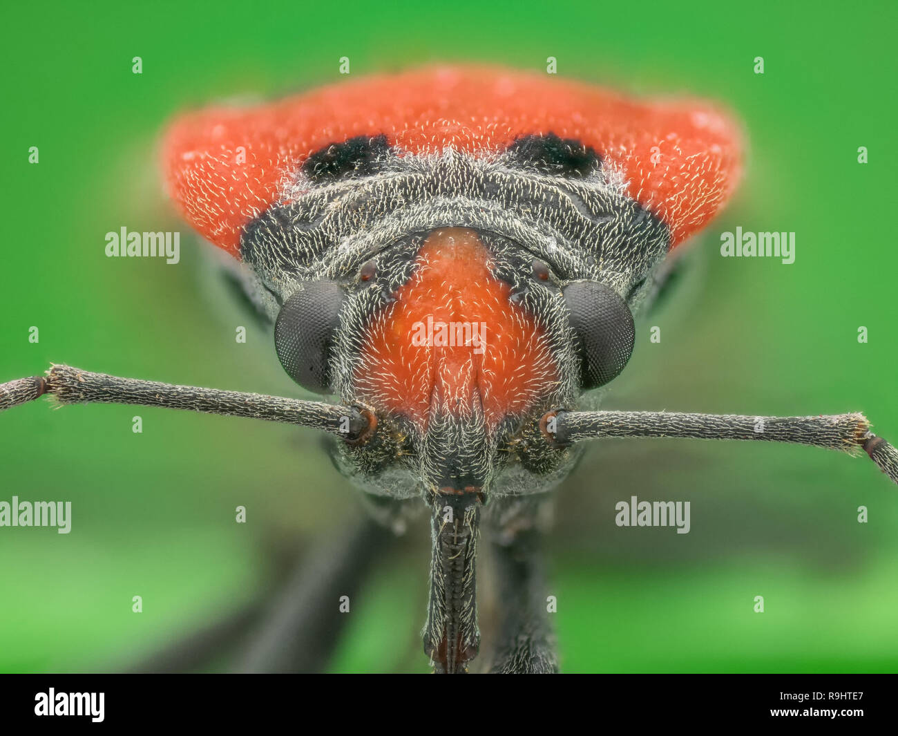 extreme macro photography Stock Photo - Alamy
