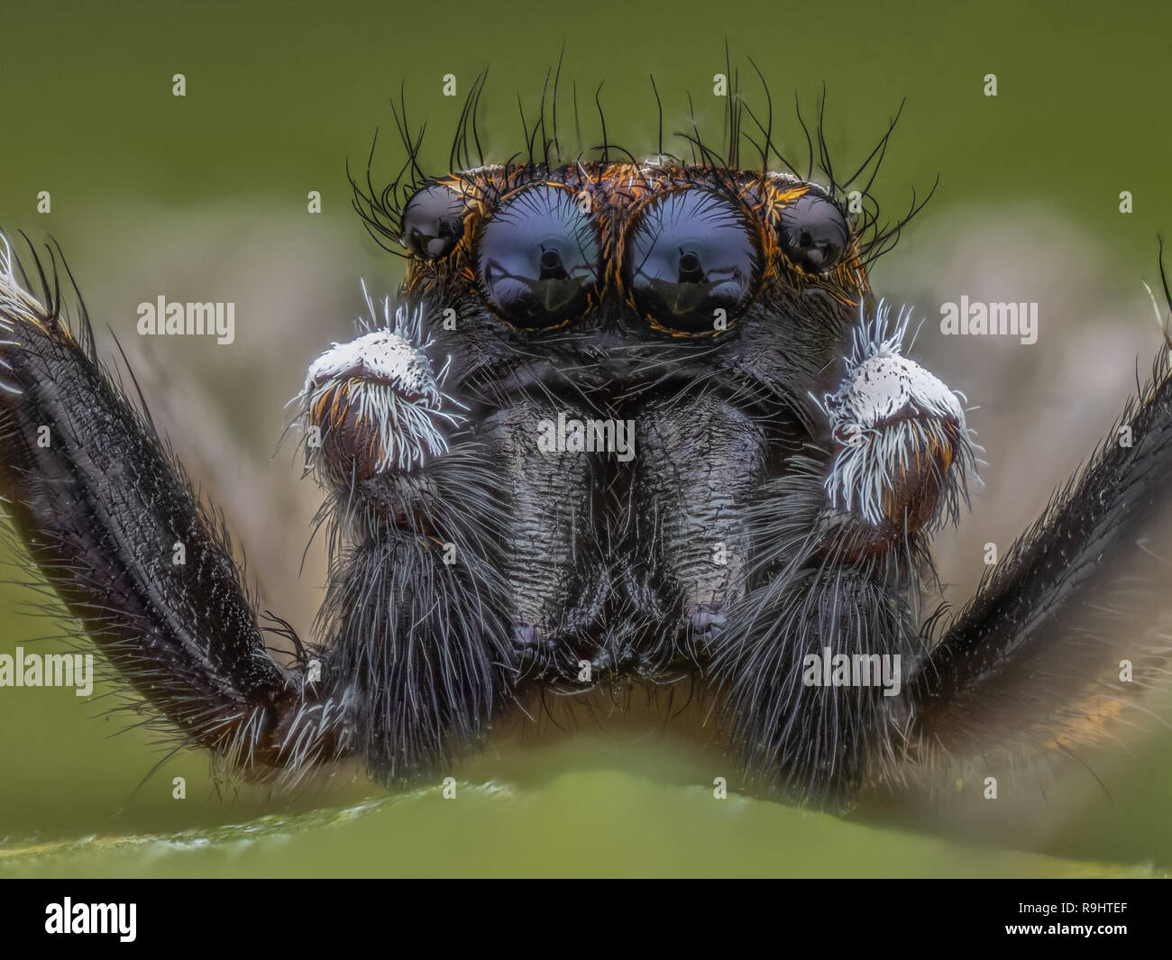 extreme macro photography Stock Photo - Alamy