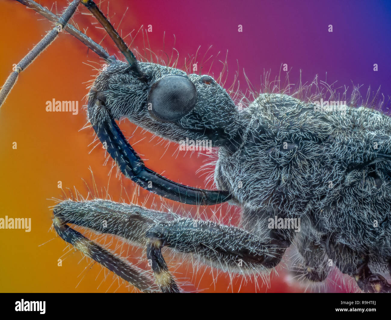 extreme macro photography Stock Photo - Alamy