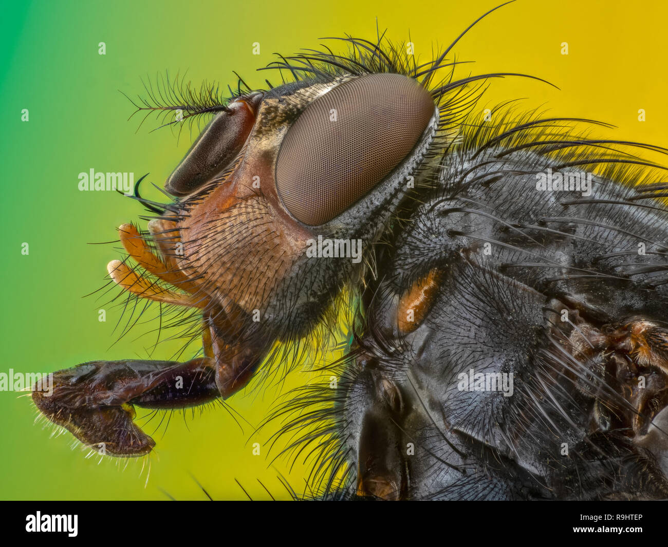 extreme macro photography Stock Photo - Alamy