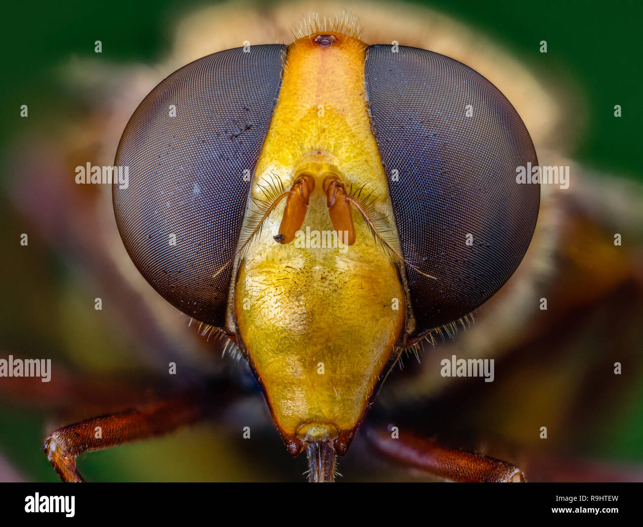 extreme macro photography Stock Photo - Alamy