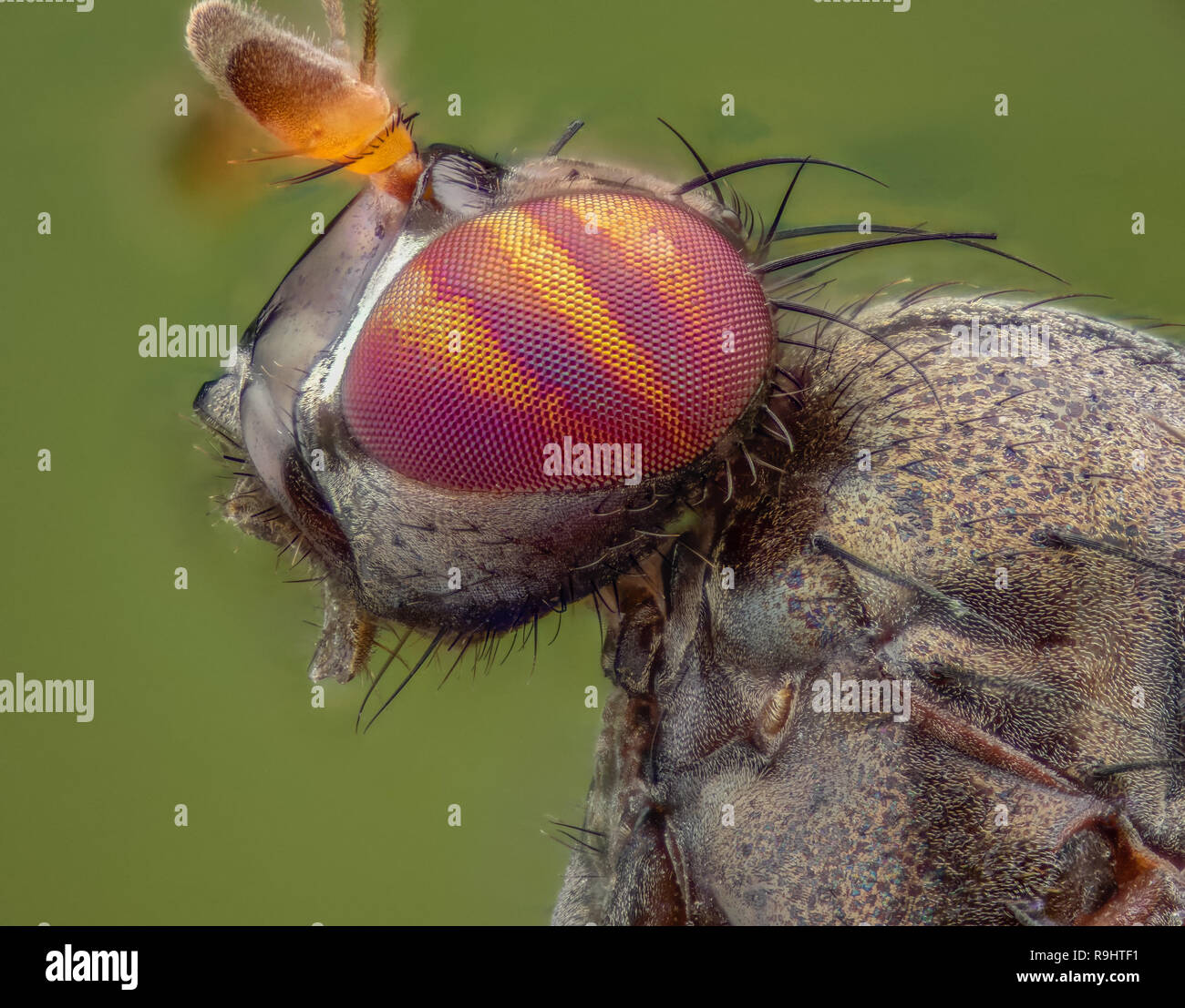 extreme macro photography Stock Photo - Alamy