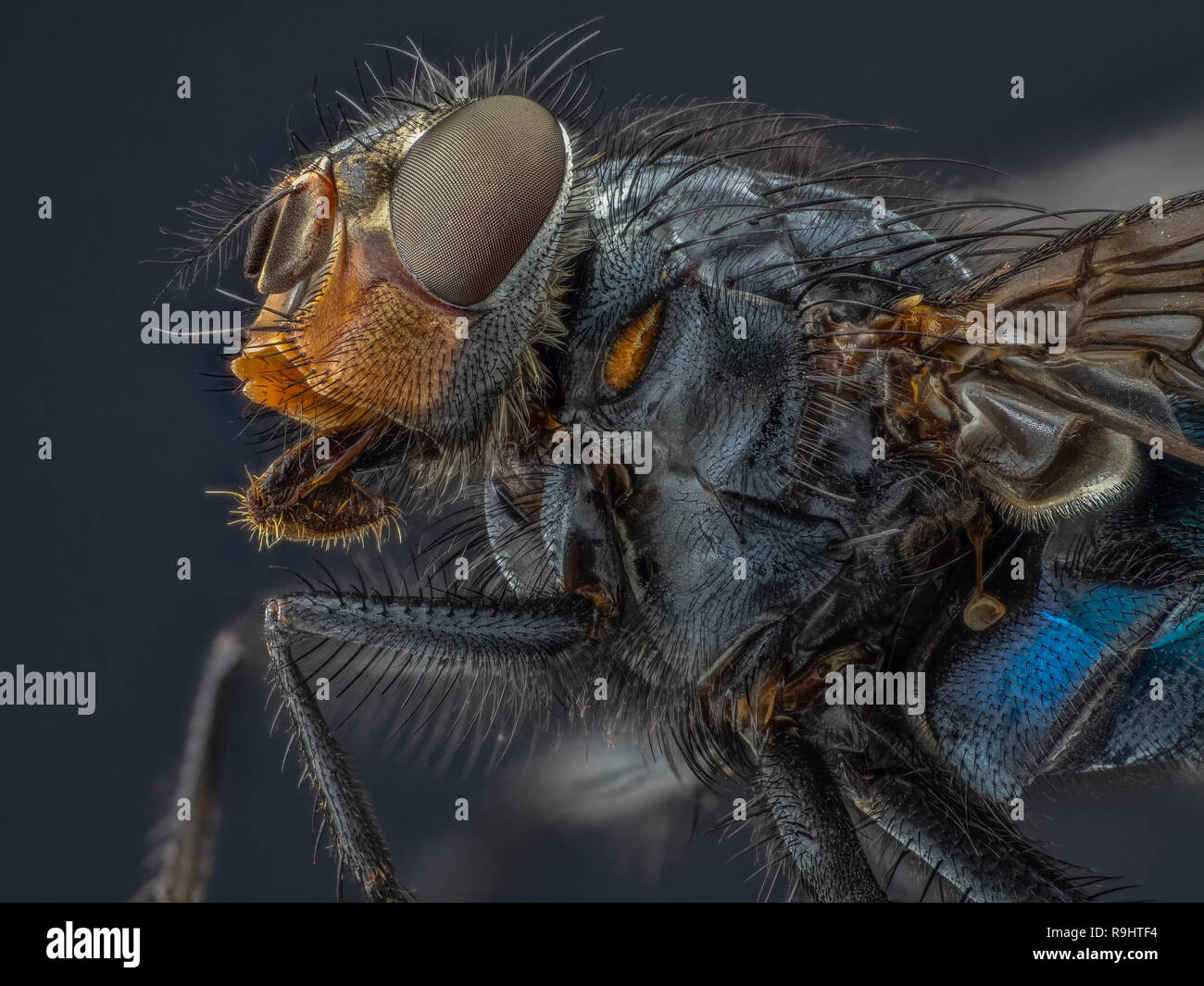 extreme macro photography Stock Photo - Alamy
