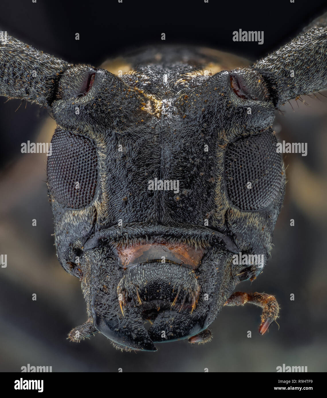 extreme macro photography Stock Photo - Alamy
