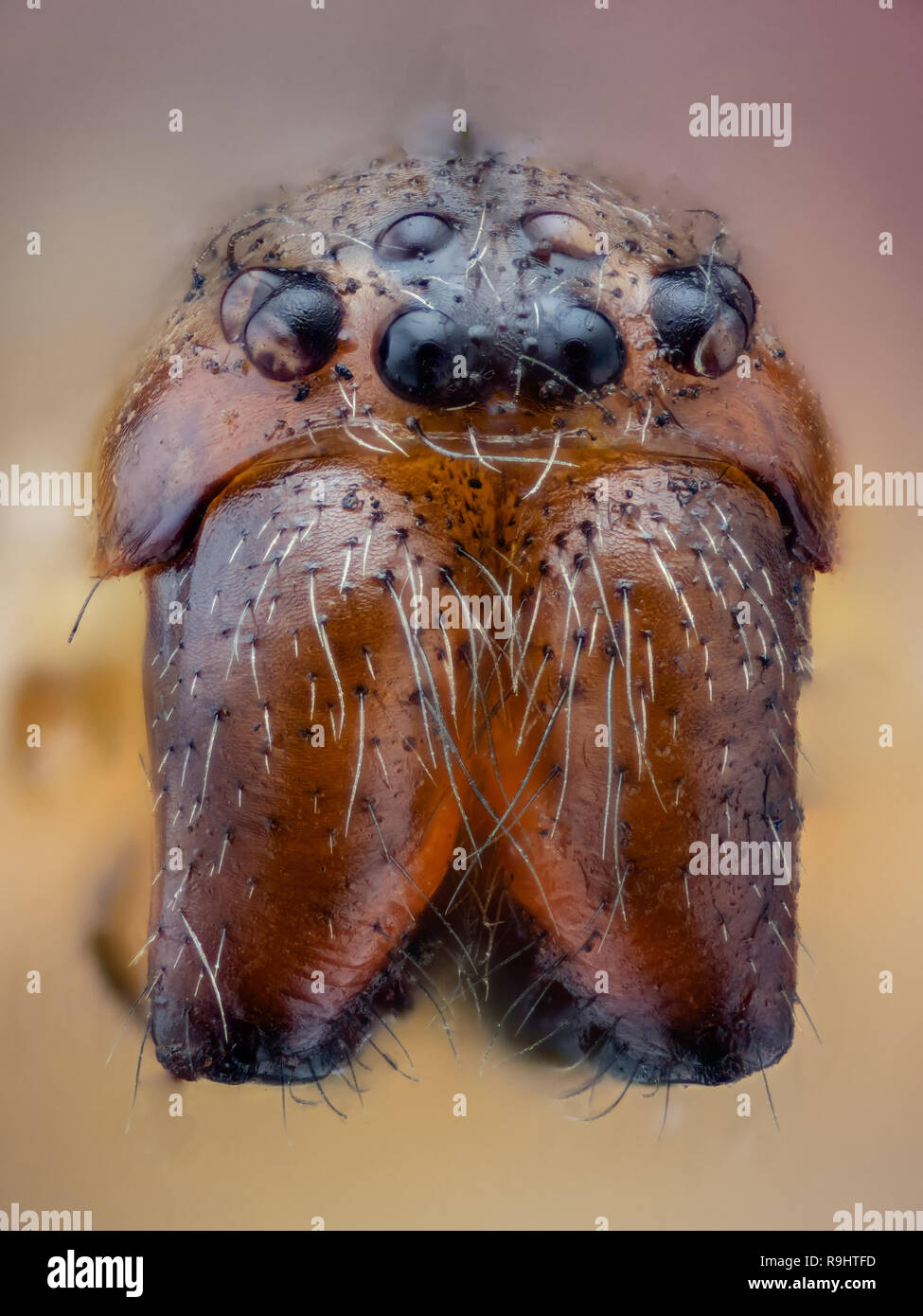extreme macro photography Stock Photo - Alamy