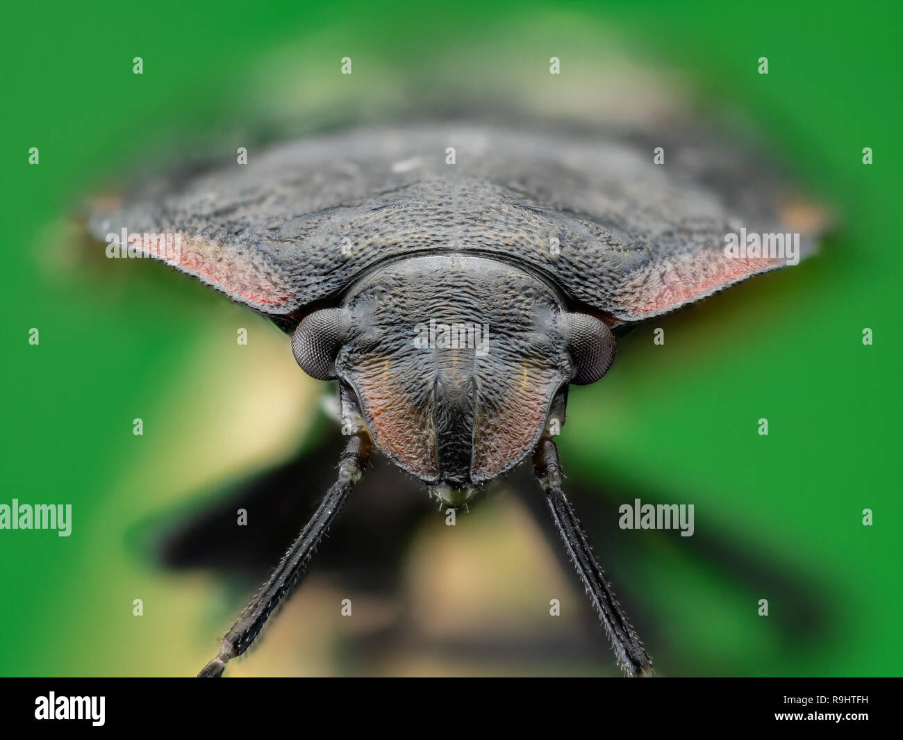 extreme macro photography Stock Photo - Alamy