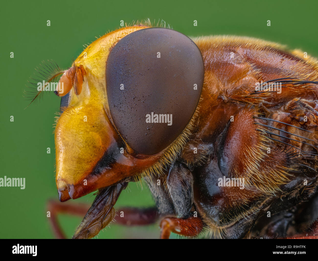 extreme macro photography Stock Photo - Alamy