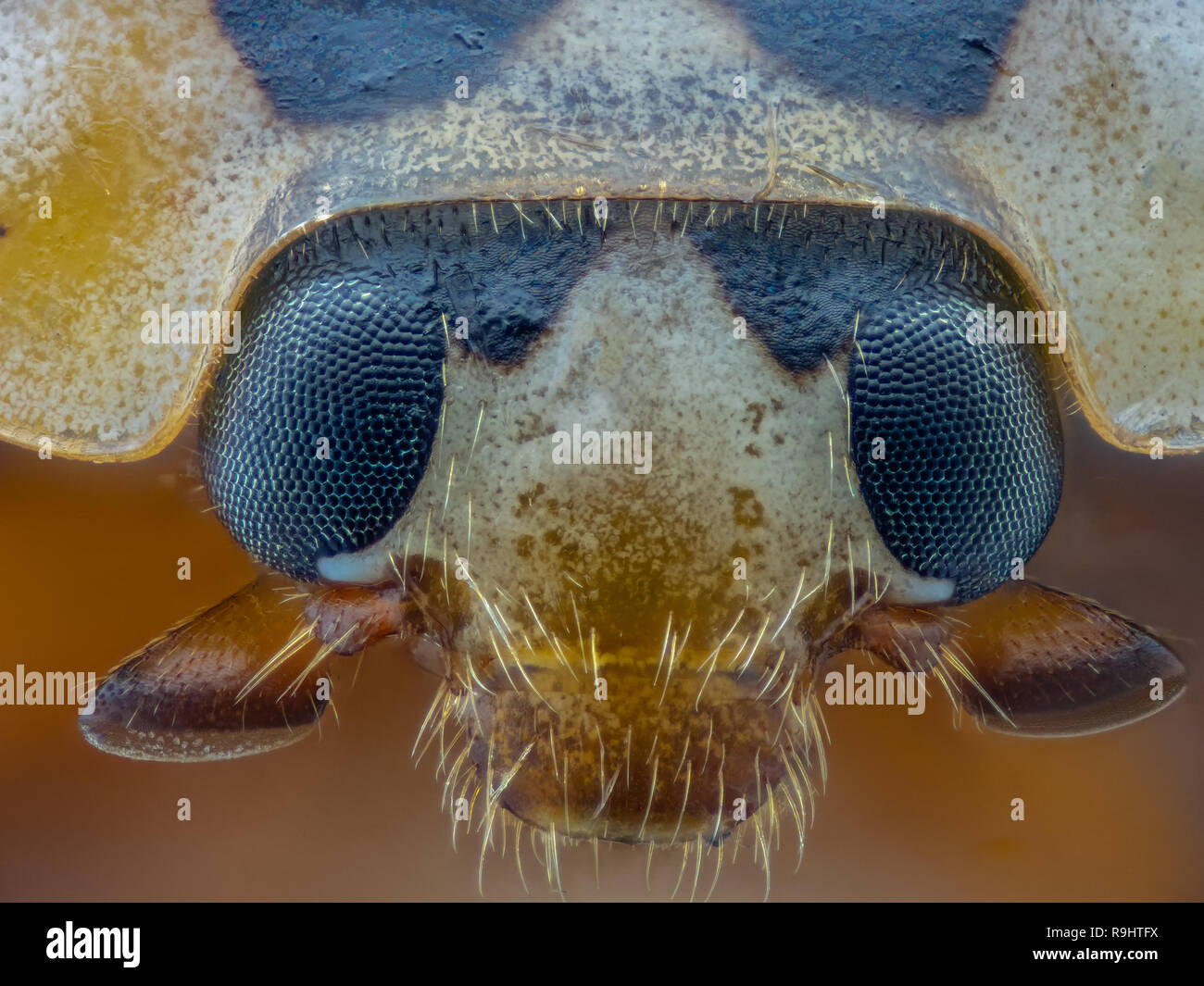 extreme macro photography Stock Photo - Alamy