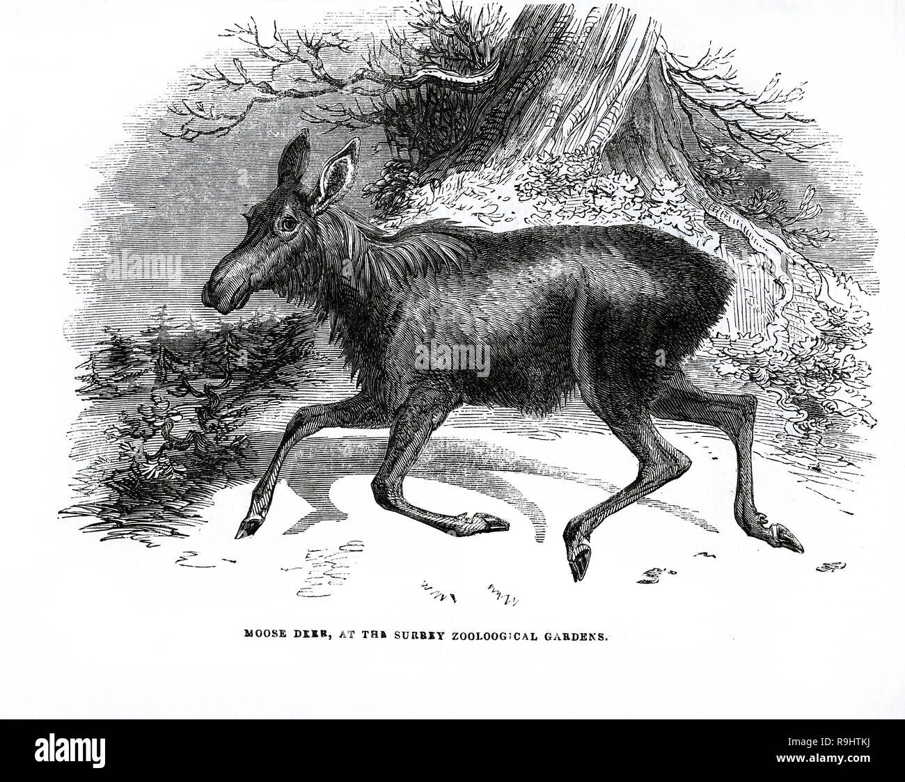 Female Moose Drawing