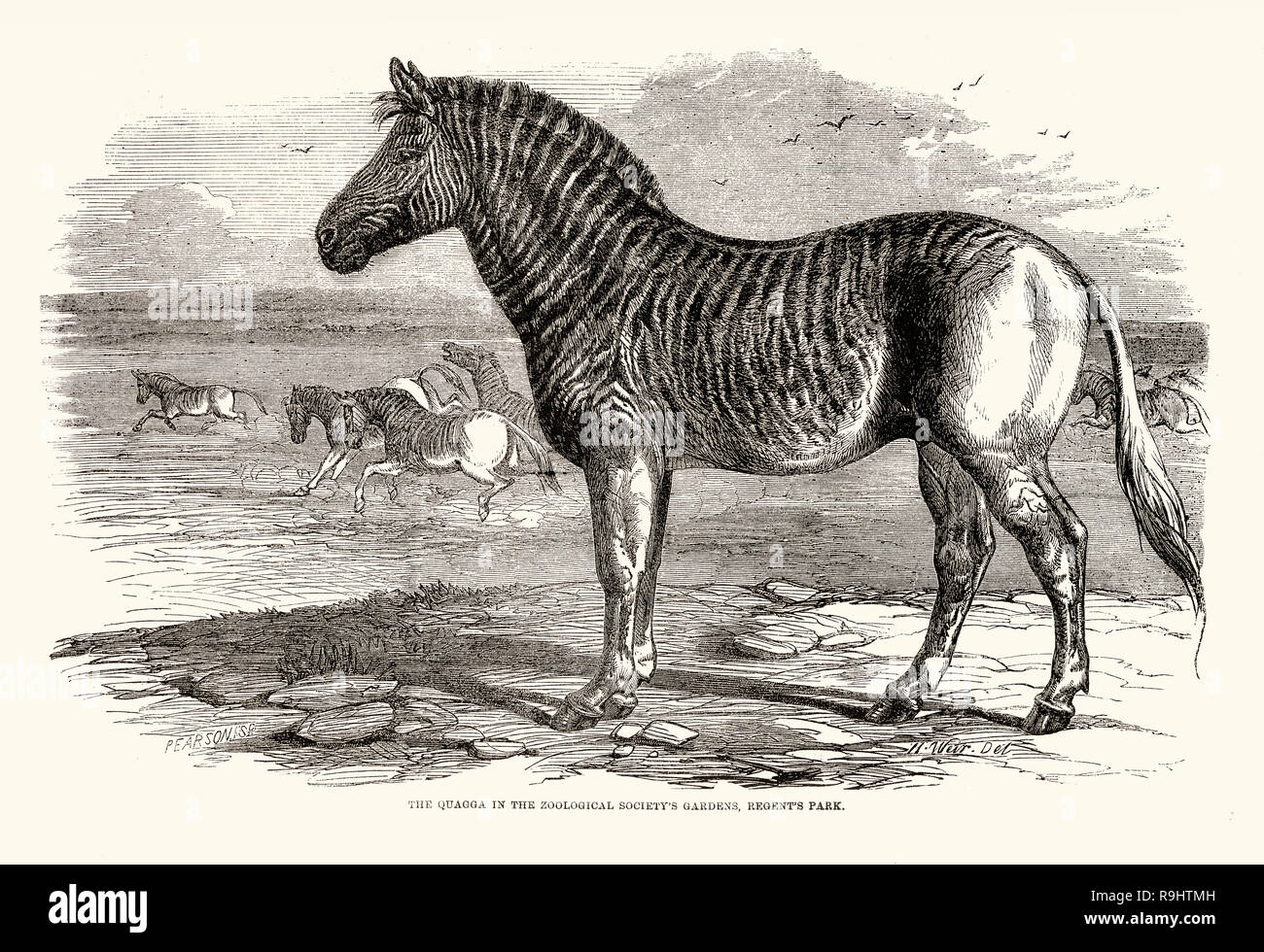 Quagga zebra london zoo hi-res stock photography and images - Alamy
