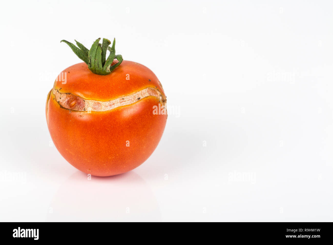 Split, cracked tomatoe due to rain after drought, Gardening problem. On ...