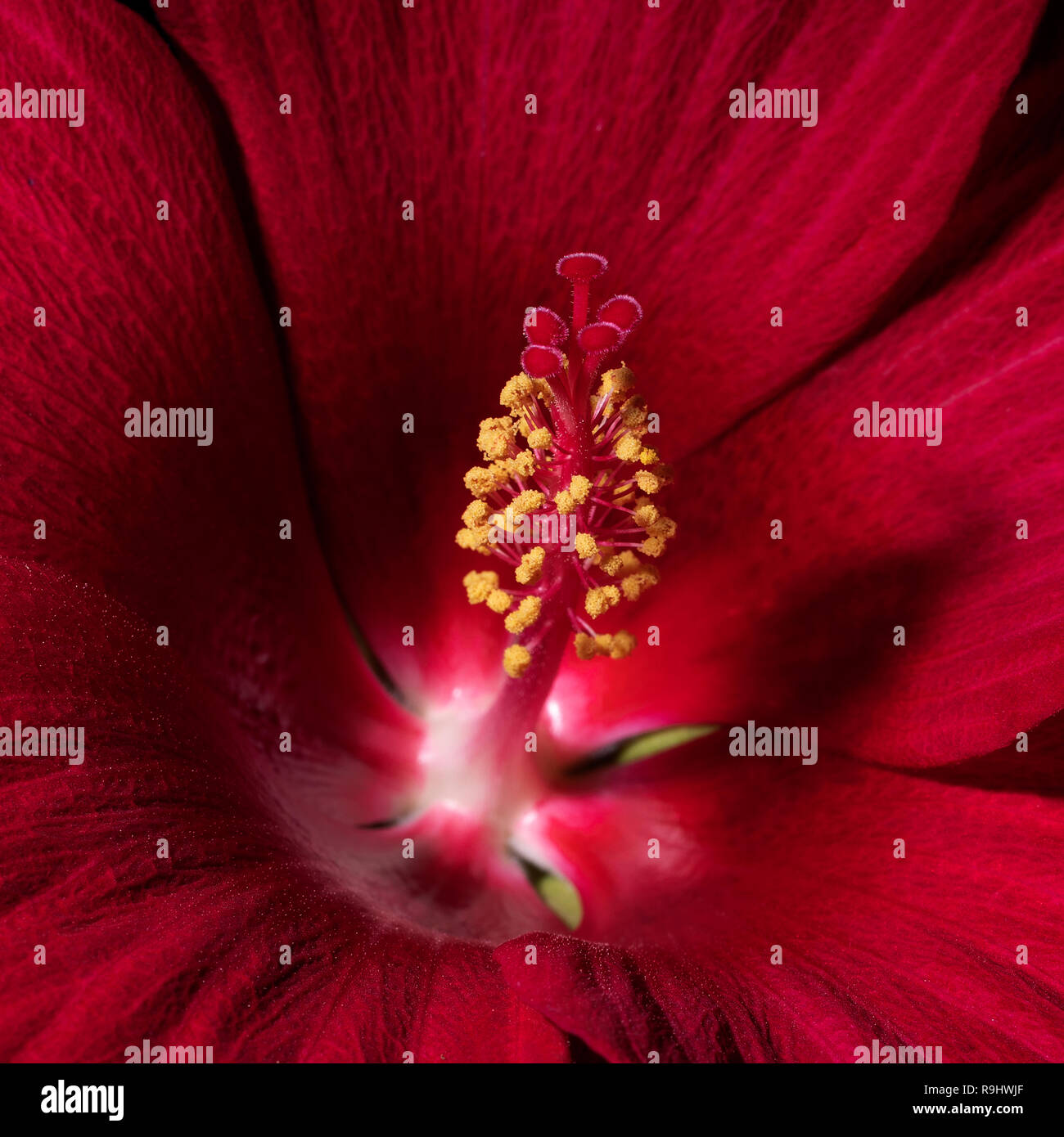 A closeup of the inner parts of an Hibiscus flower Stock Photo - Alamy
