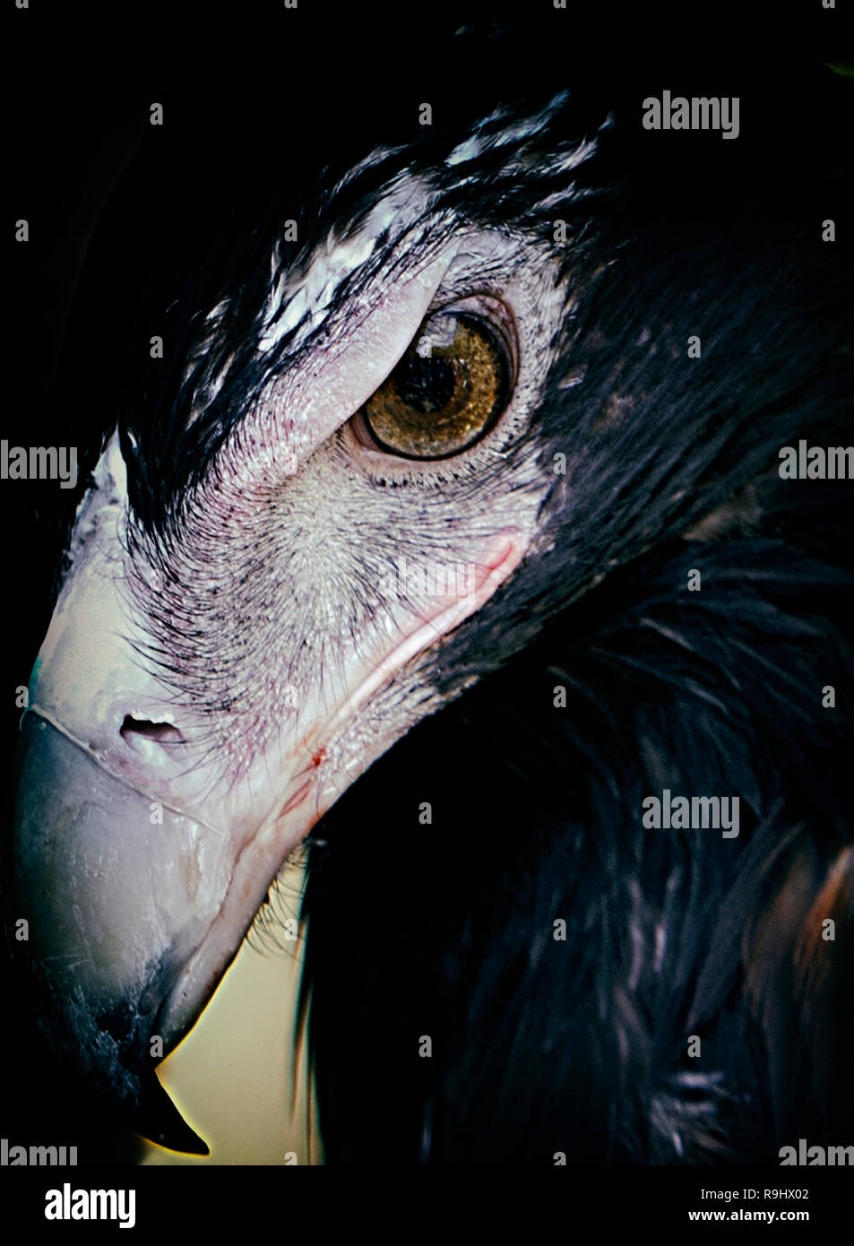 magnificent eagle, australia Stock Photo - Alamy
