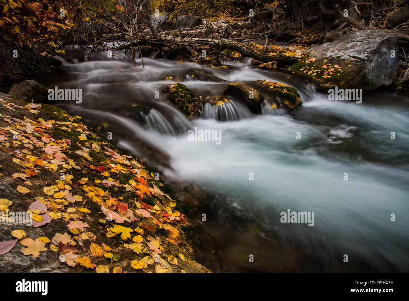 Beautiful Autumn colors along a mountain stream Stock Photo - Alamy