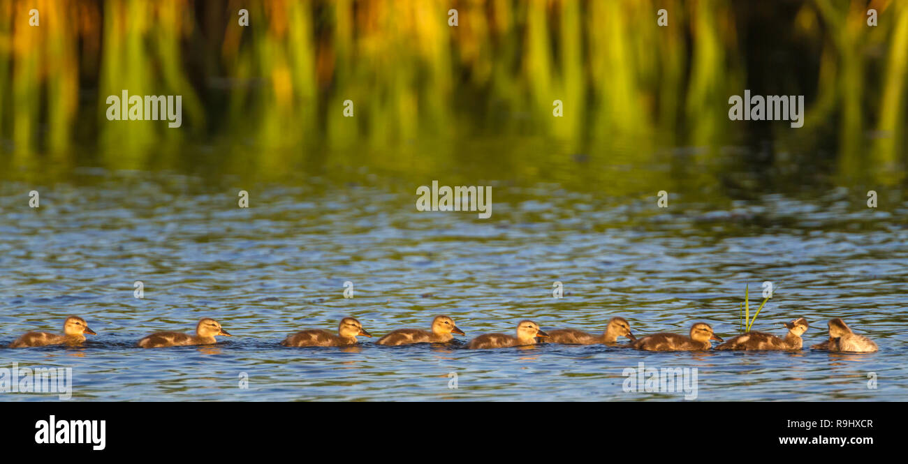 Baby ducks swimming hi-res stock photography and images - Alamy