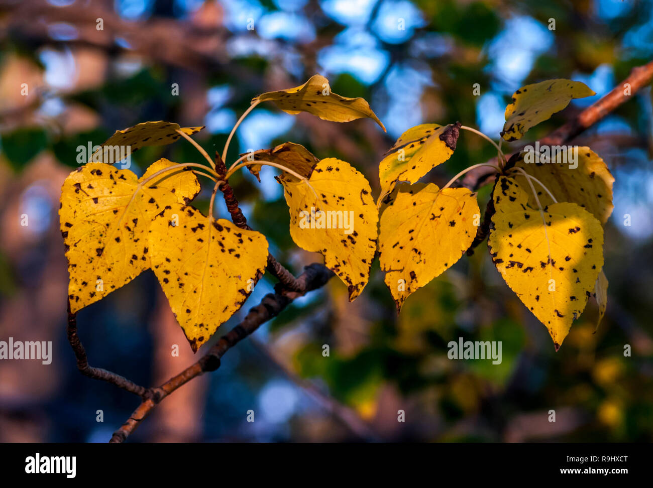Gold fall colours hi-res stock photography and images - Alamy