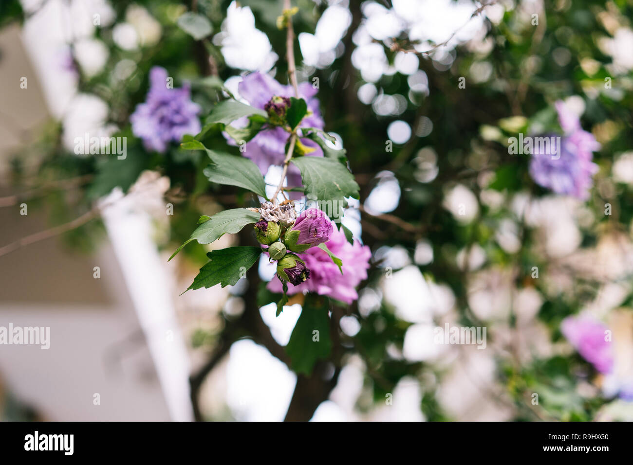 Pink flowers of Hibiscus syrian close-view Stock Photo - Alamy
