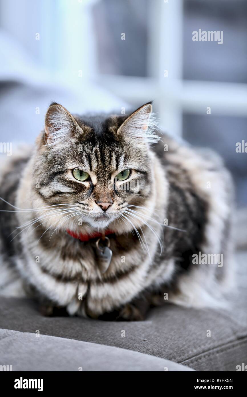 Tabby cat sitting on a couch Stock Photo - Alamy