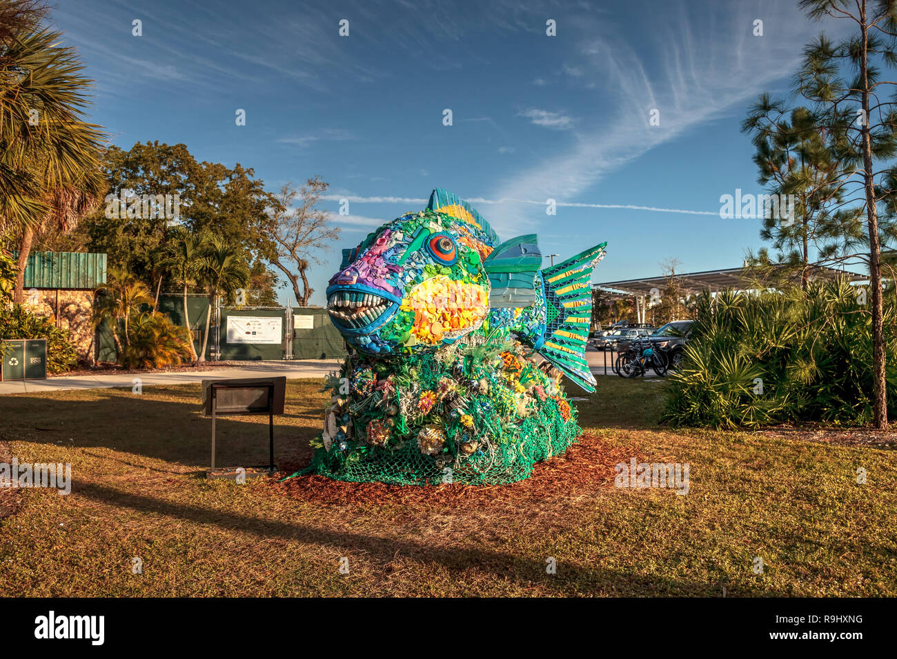Priscilla the parrot fish hi-res stock photography and images - Alamy