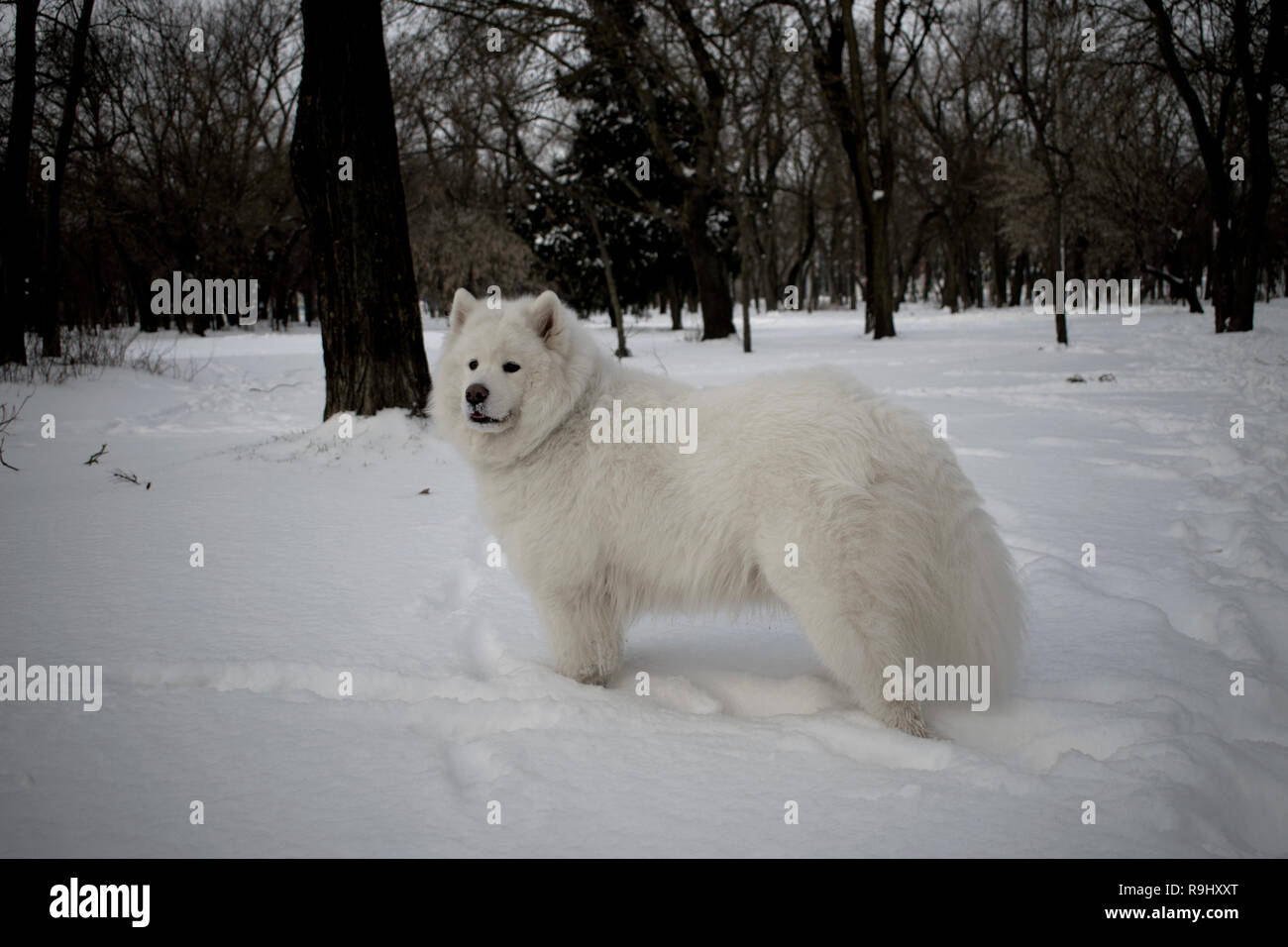 Samoyed Wallpaper Snow