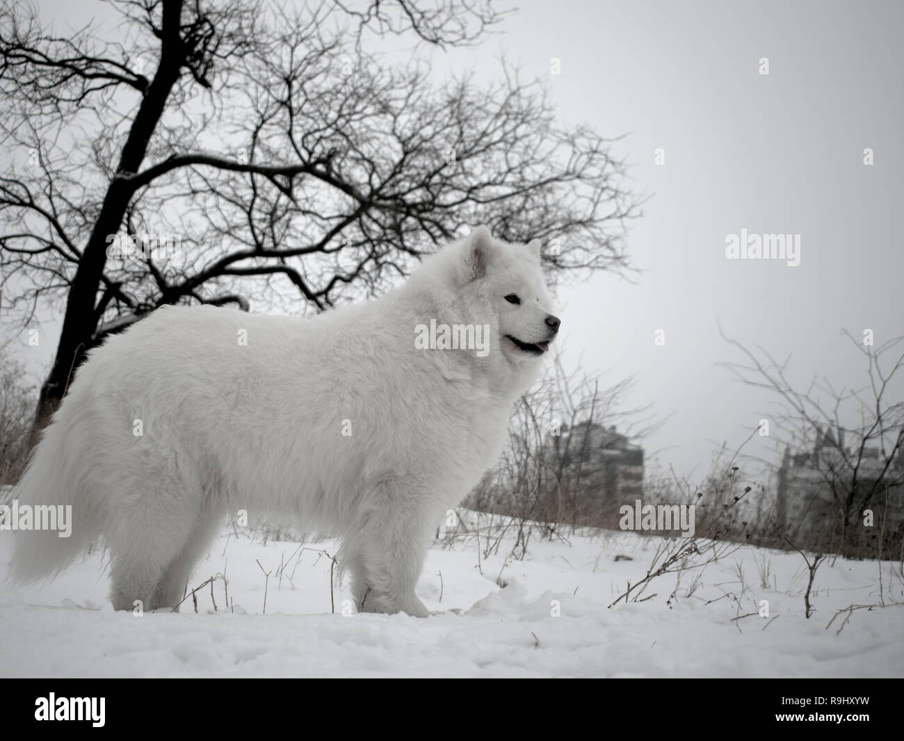 beautiful samoyed in a snow-covered field in the background of a black ...
