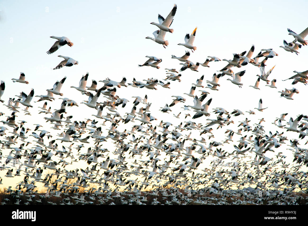Flying geese hunt hi-res stock photography and images - Alamy