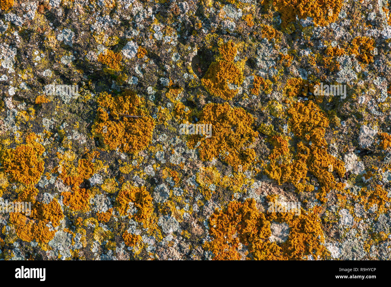 Yellow moss on a rock background Stock Photo - Alamy