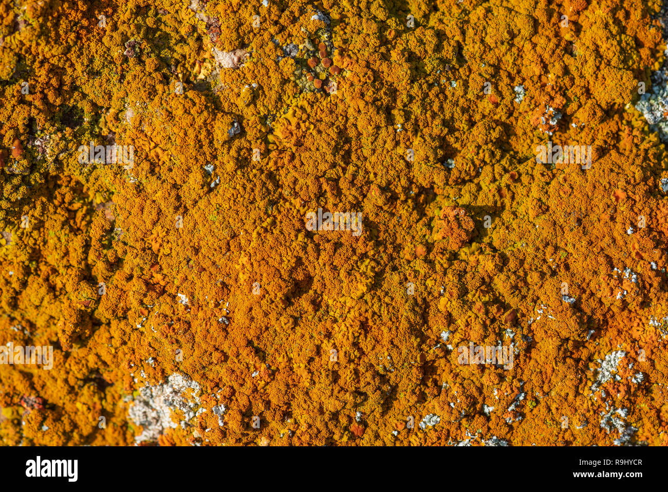 Yellow moss on a rock background Stock Photo - Alamy