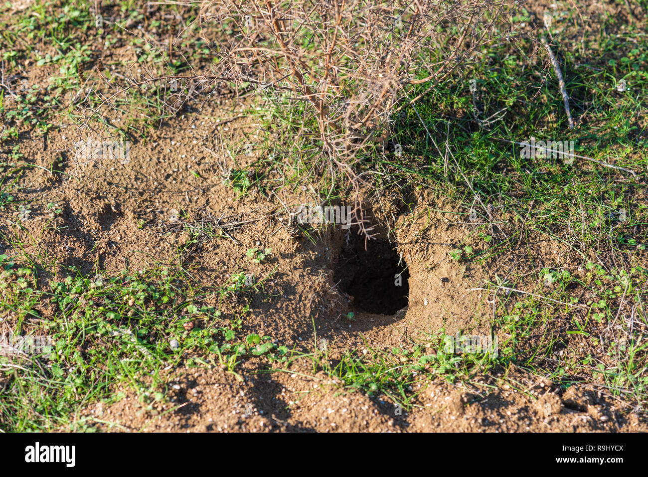 Deep hole of a wild animal in the ground Stock Photo - Alamy