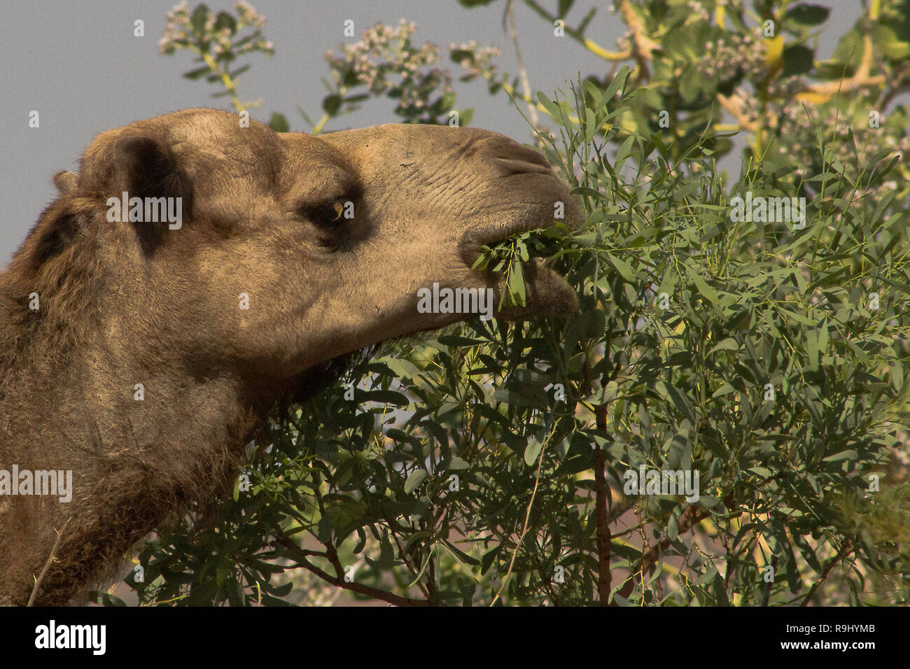 An Australian camel eyes the camera as it munches gum leaves Stock ...