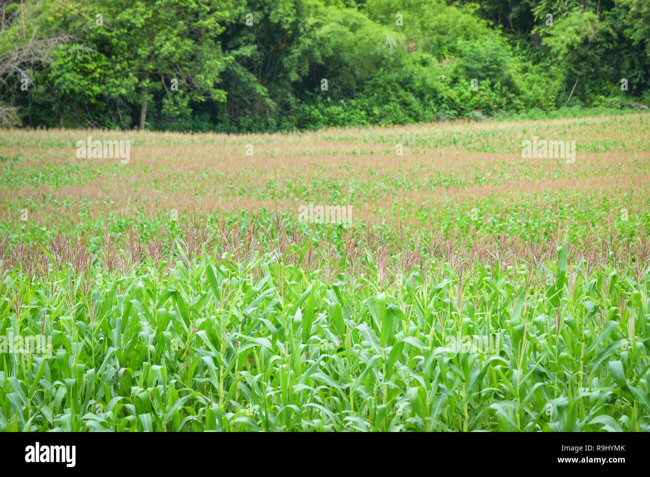 Corn field background / Green corn field with flower corn growing up in ...