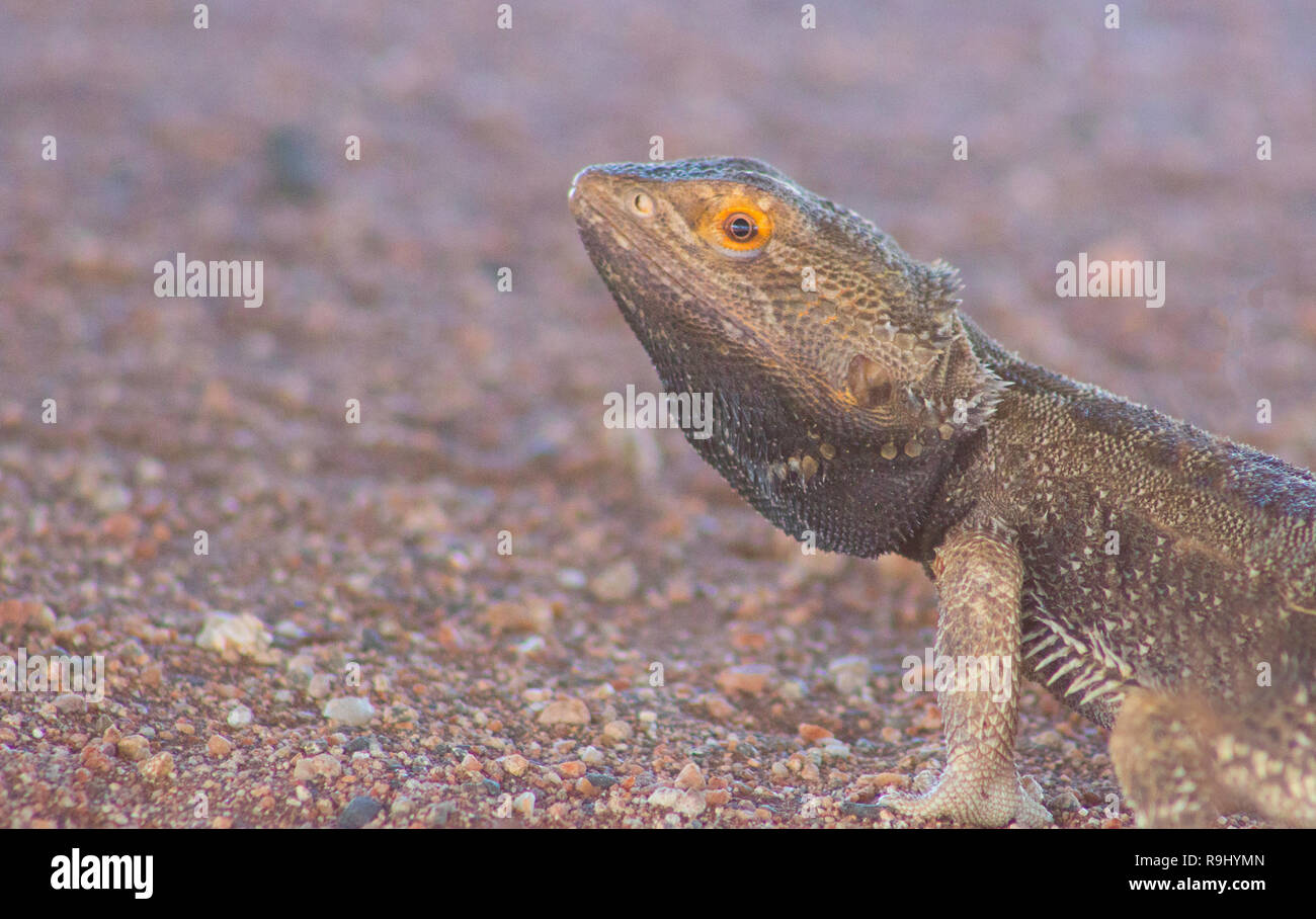 Dragon head facing hi-res stock photography and images - Alamy